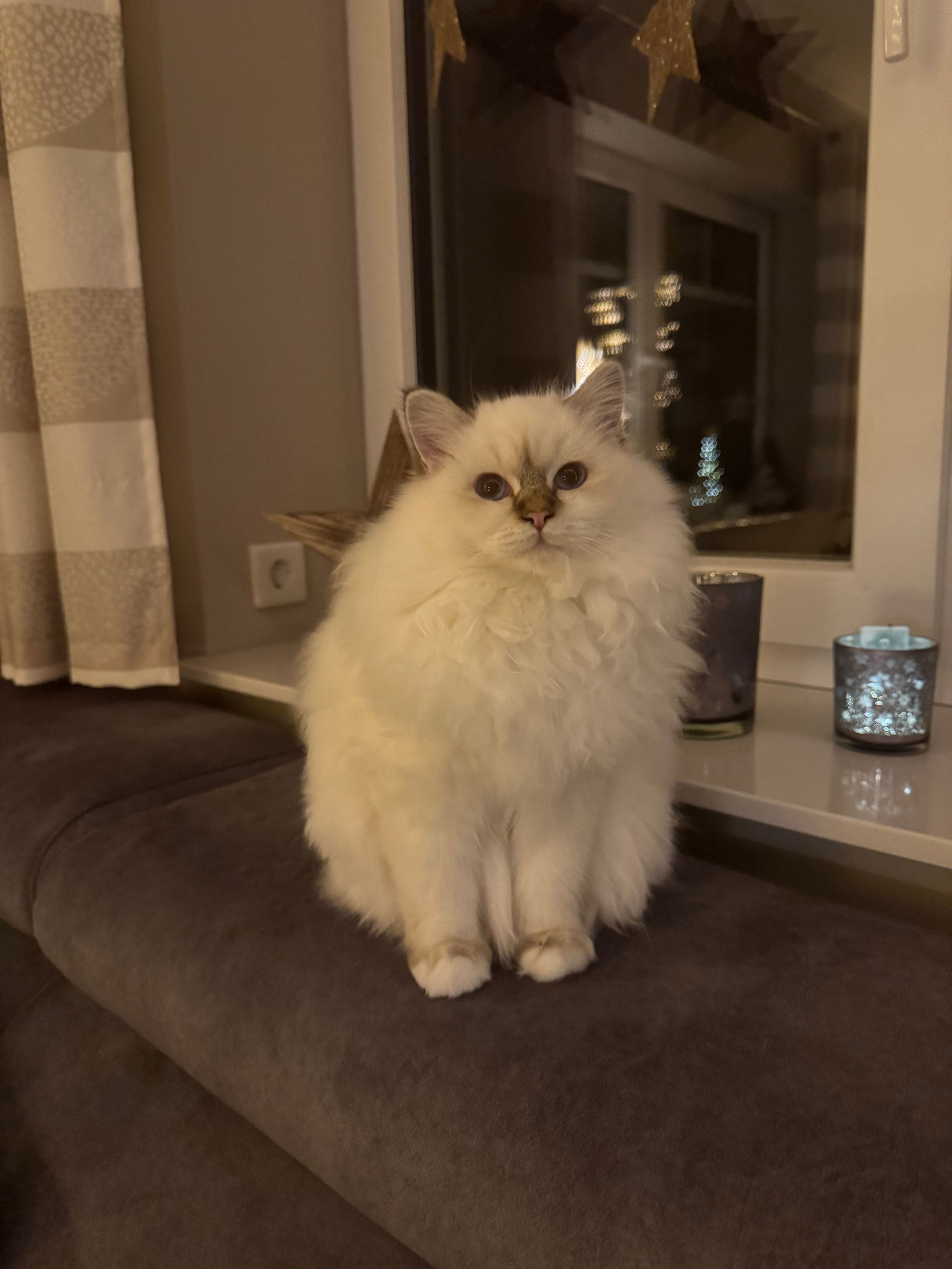 Heilige Birma Züchter